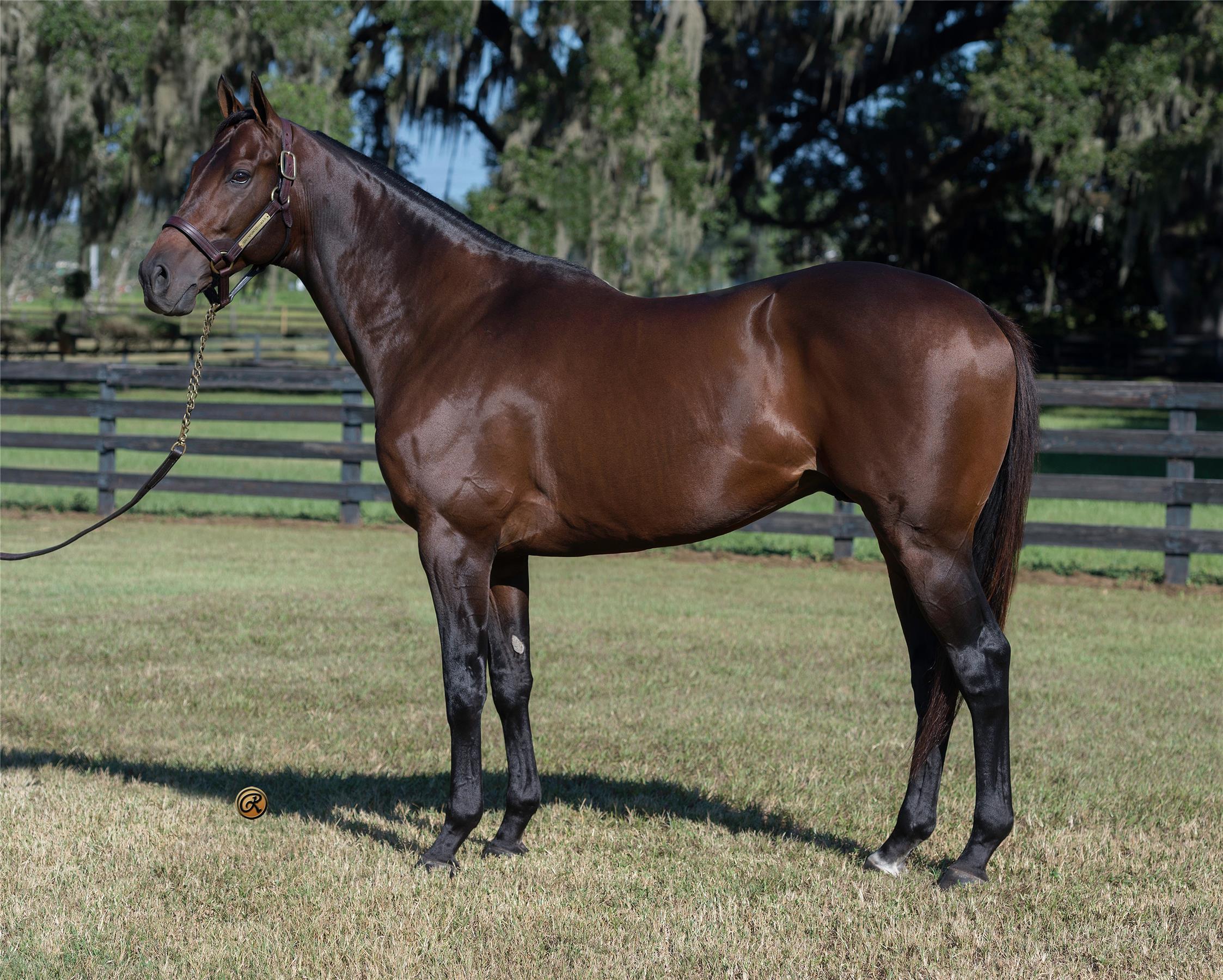 Thoroughbred Sales - Ocala Stud Thoroughbred Stallion Farm