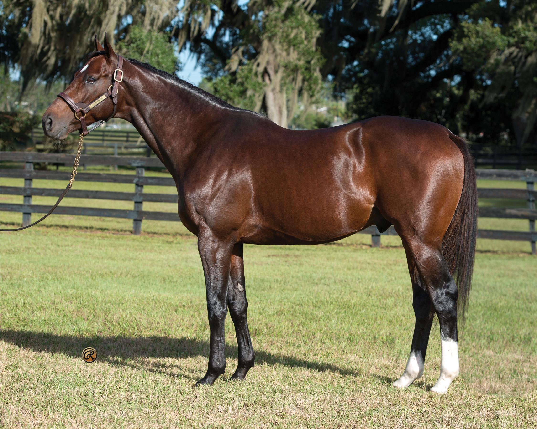 Ocala Stud Thoroughbred Stallion Farm
