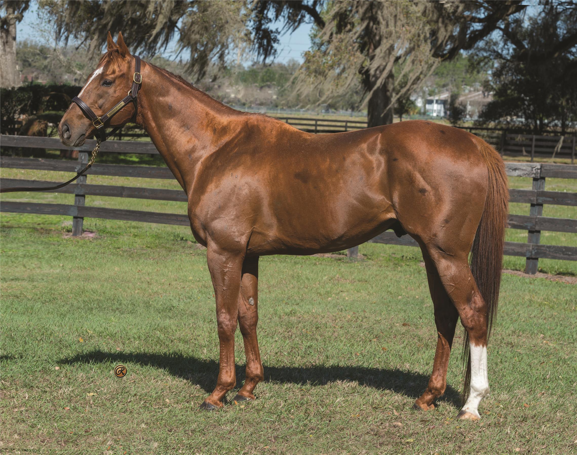 Ocala Stud Thoroughbred Stallion Farm