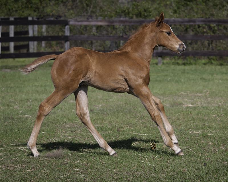 The Big Beast - Ocala Stud Thoroughbred Stallion Farm