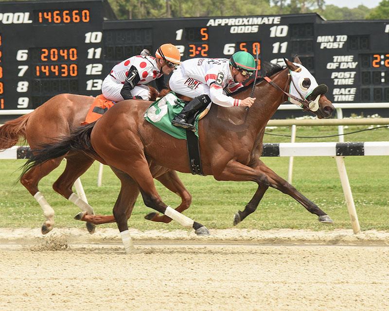 Adios Charlie - Ocala Stud Thoroughbred Stallion Farm
