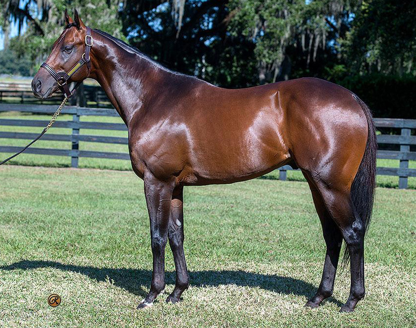 Adios Charlie - Ocala Stud Thoroughbred Stallion Farm